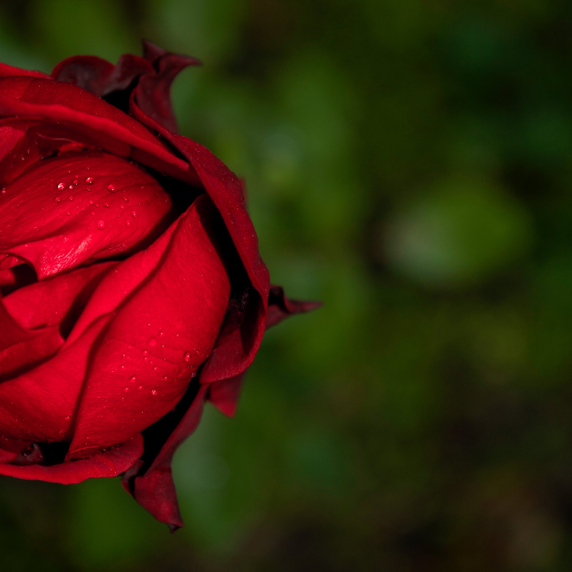 Pegasus Spring 2024 – Pegasus